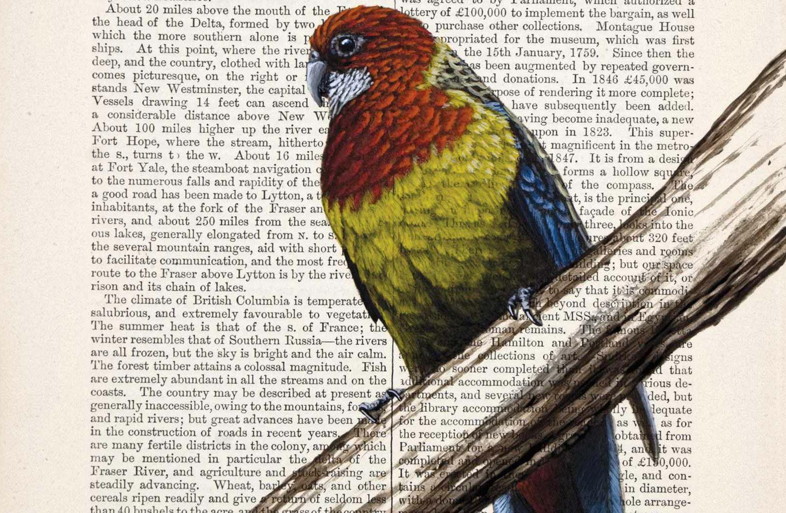 Ornithology (Issue 147)